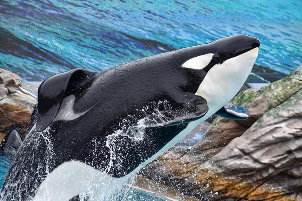 Ikaika (SWC) | Captive Cetaceans Wiki | Fandom