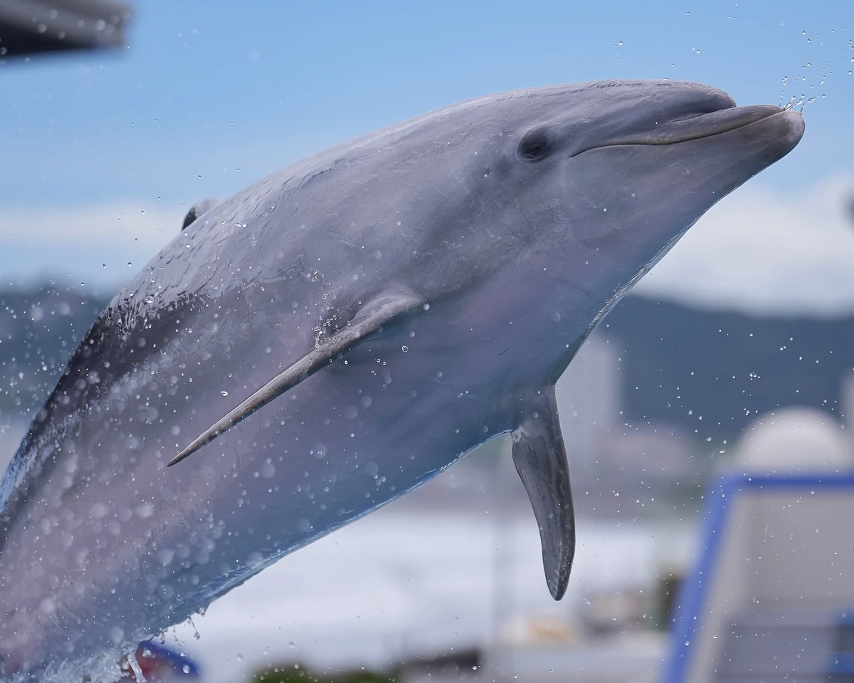 Luna (KSW) | Captive Cetaceans Wiki | Fandom