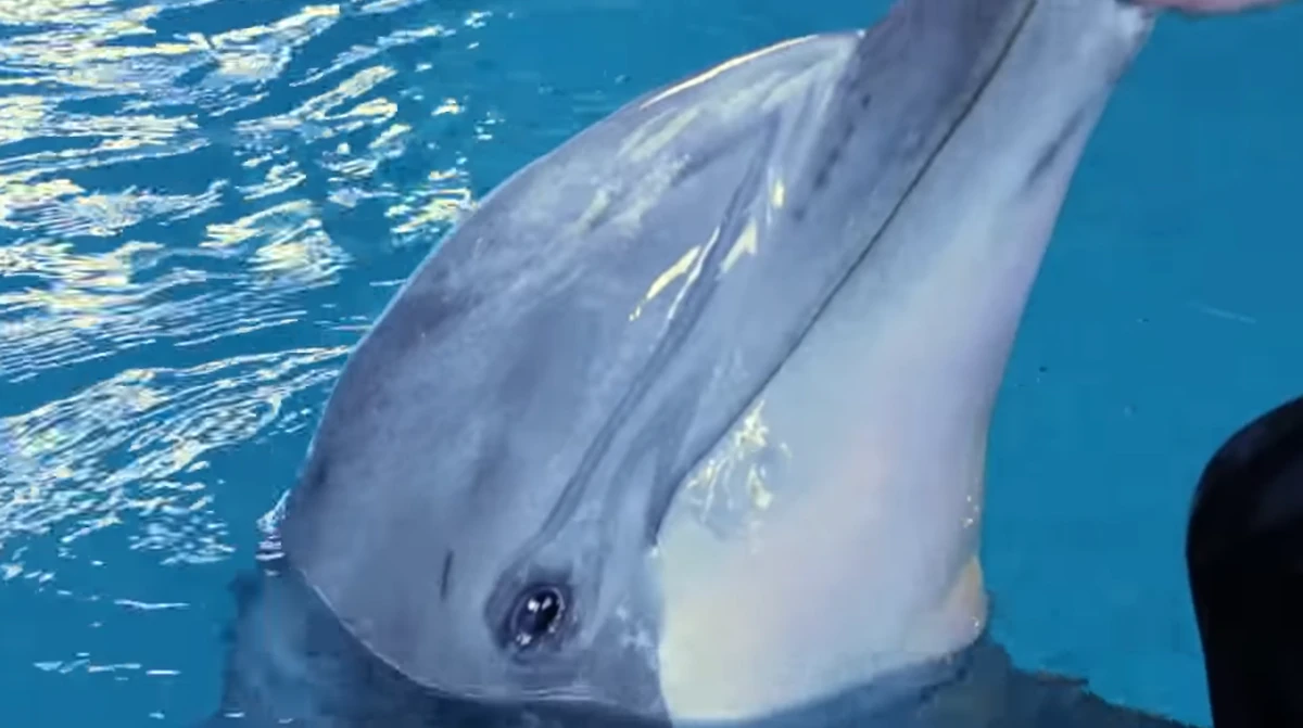 Nephele (KWZ) | Captive Cetaceans Wiki | Fandom