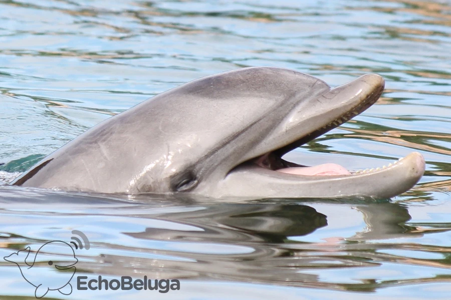 Goofy (DC) | Captive Cetaceans Wiki | Fandom