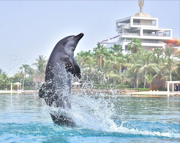 Sol Atp Captive Cetaceans Wiki Fandom
