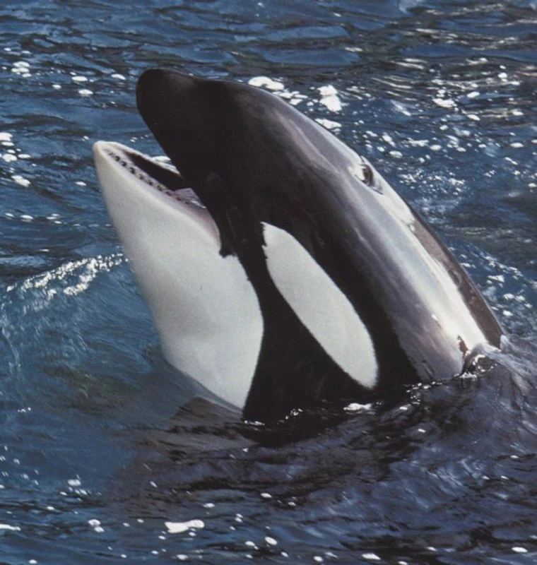 Bjossa (SWC) | Captive Cetaceans Wiki | Fandom