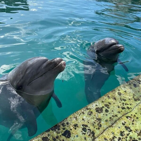 Pluto Rro Captive Cetaceans Wiki Fandom