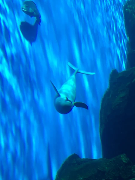 SUM-NS-R1701 | Captive Cetaceans Wiki | Fandom