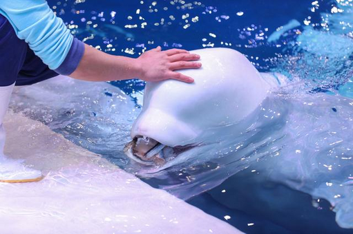 Tiber Cok Captive Cetaceans Wiki Fandom