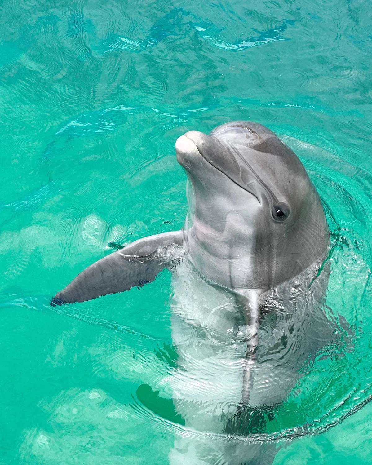 Cavello (CWOP) | Captive Cetaceans Wiki | Fandom