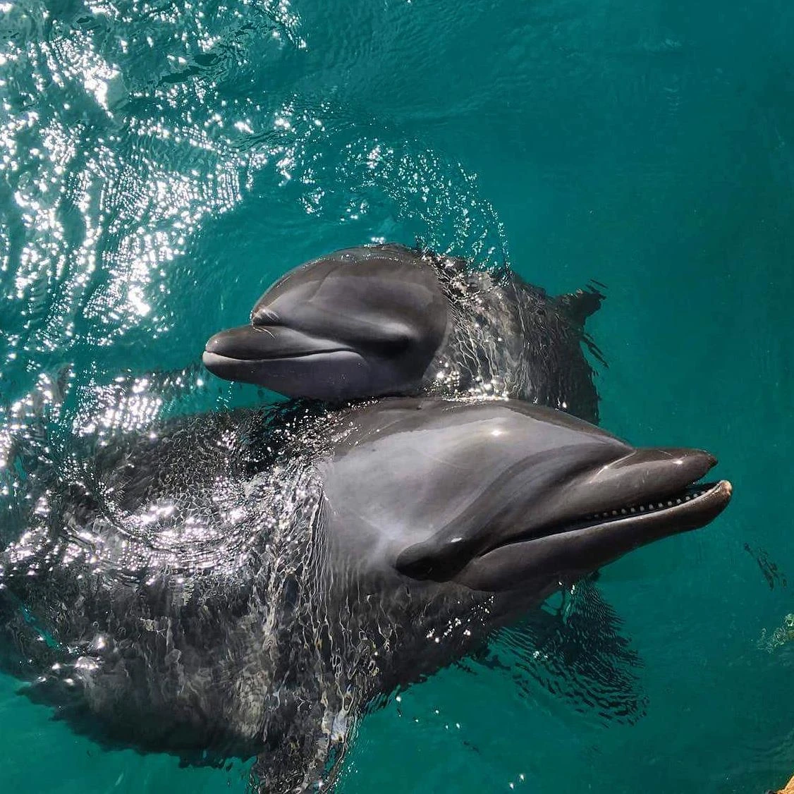 Roxy (DPA) | Captive Cetaceans Wiki | Fandom