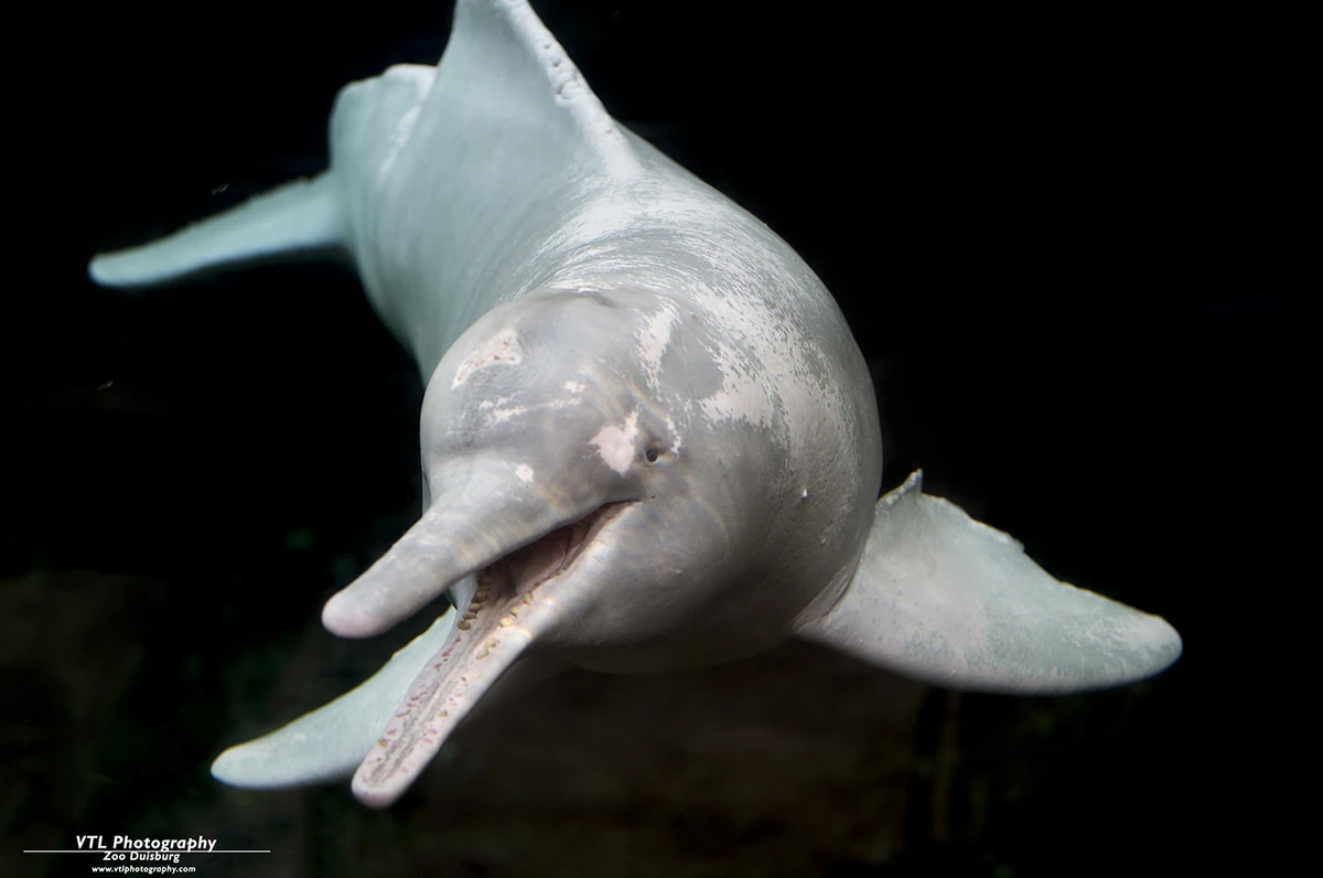 Baby (ZDUI) | Captive Cetaceans Wiki | Fandom