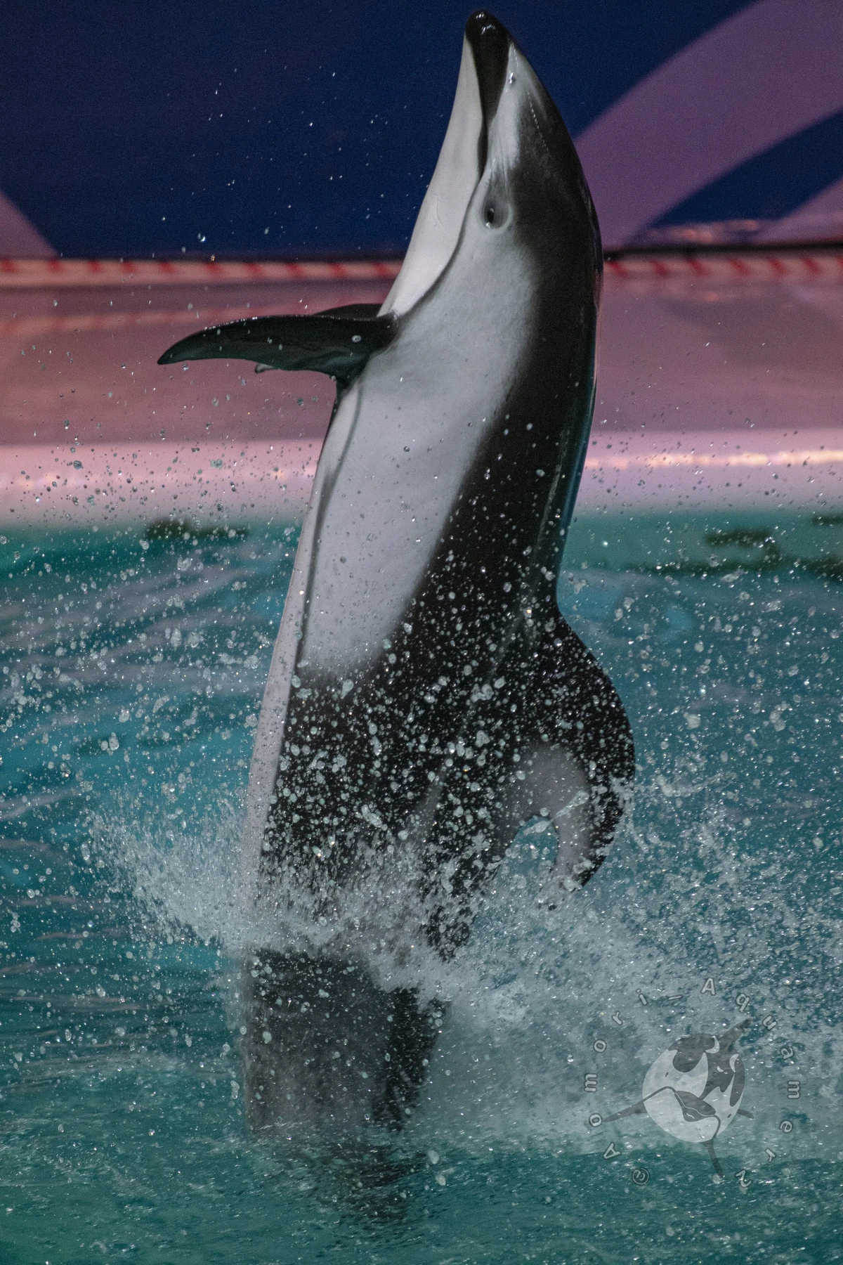Lucky (APAA) | Captive Cetaceans Wiki | Fandom