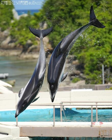 Shinato Twm Captive Cetaceans Wiki Fandom