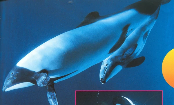 Oreo (SWC) | Captive Cetaceans Wiki | Fandom