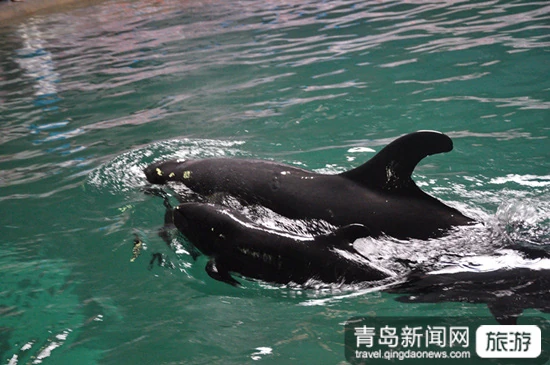 Aibao (QHPOW) | Captive Cetaceans Wiki | Fandom