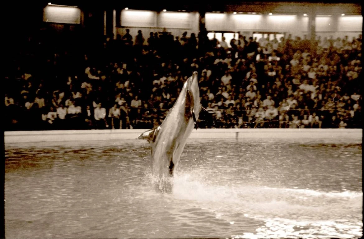 Flip (KWZ) | Captive Cetaceans Wiki | Fandom