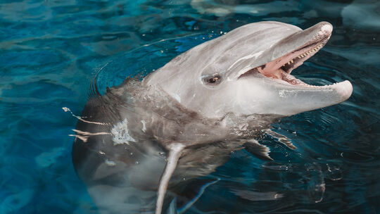 Hemingway Cma Captive Cetaceans Wiki Fandom
