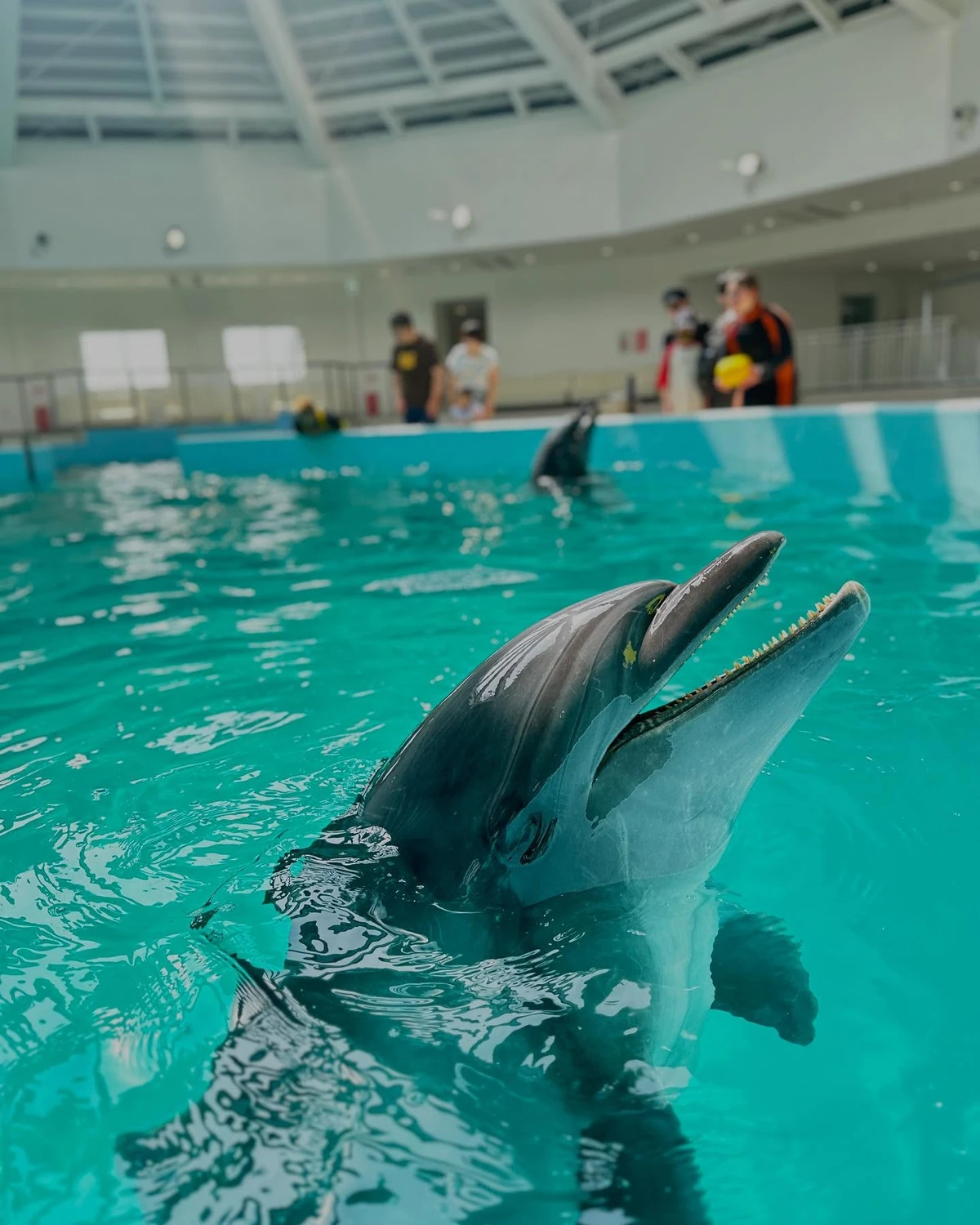 Koa (NDD) | Captive Cetaceans Wiki | Fandom