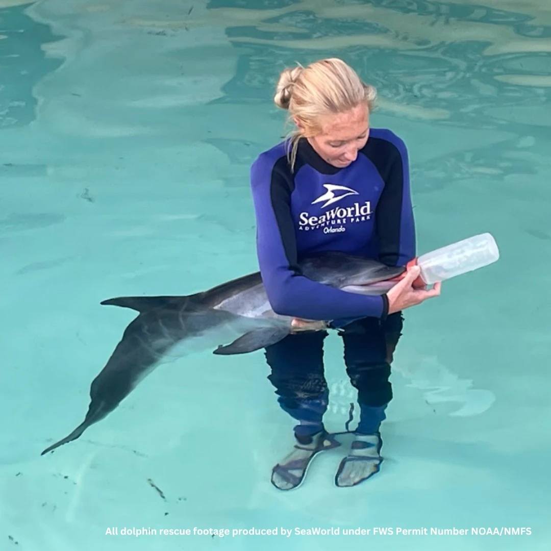 Vortex (SWF) | Captive Cetaceans Wiki | Fandom