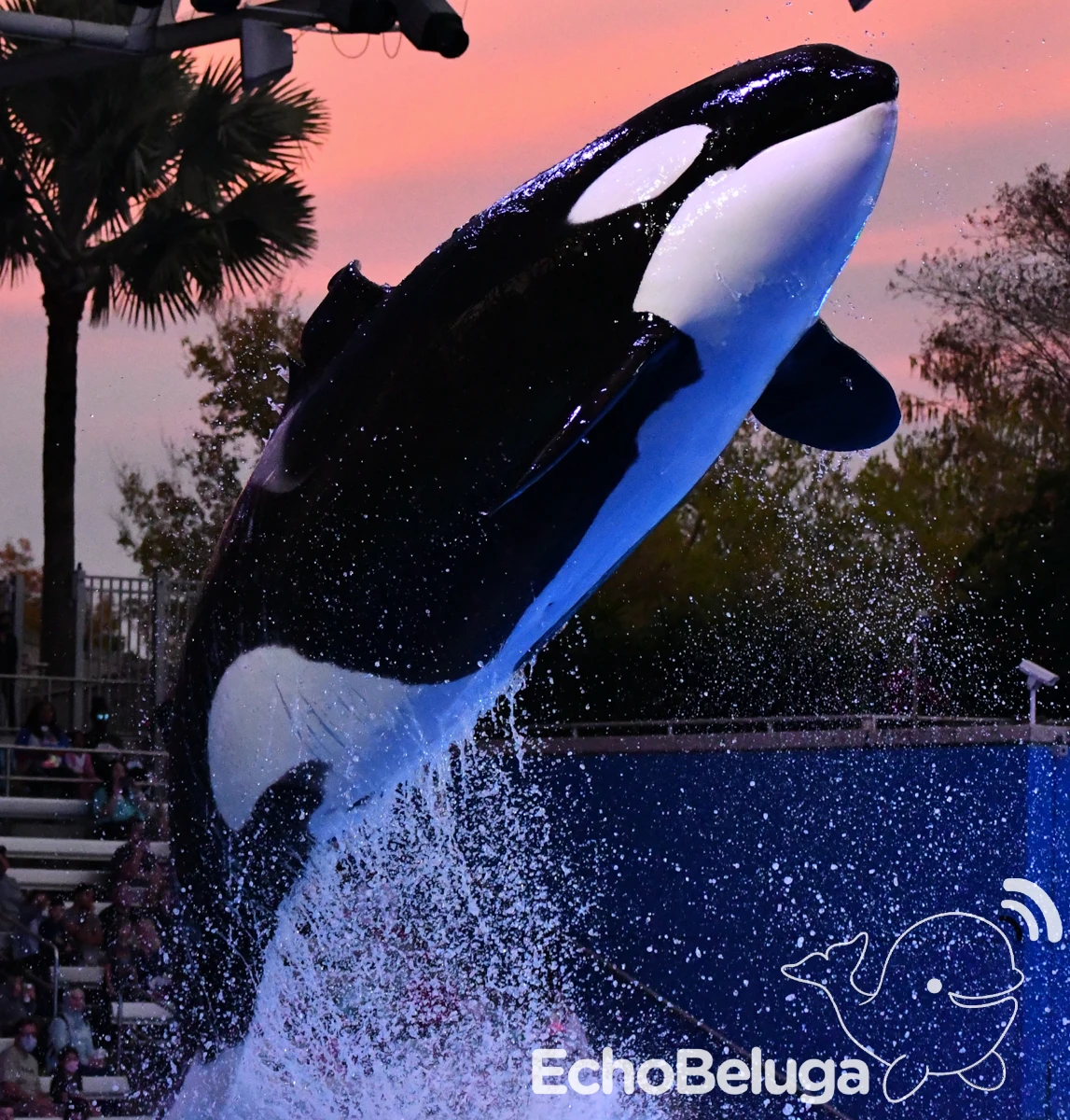 Katina (SWF) | Captive Cetaceans Wiki | Fandom