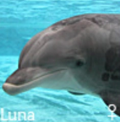 Luna (KWZ) | Captive Cetaceans Wiki | Fandom