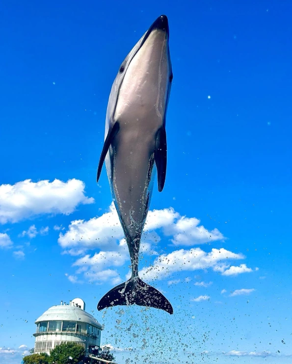 Kuro (JDC) | Captive Cetaceans Wiki | Fandom