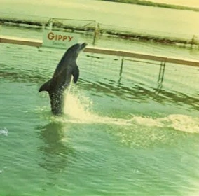 Mr. Gipper (DRC) | Captive Cetaceans Wiki | Fandom