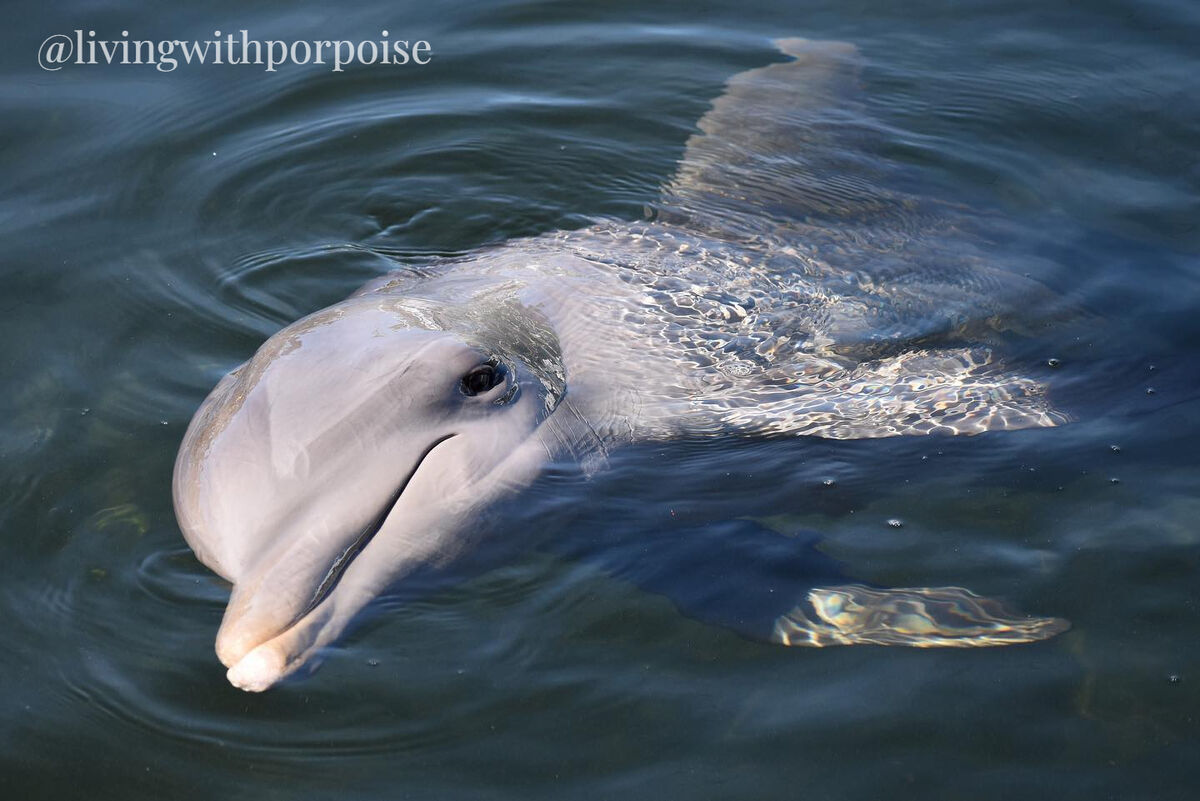 Zoe Dpmmr Captive Cetaceans Wiki Fandom