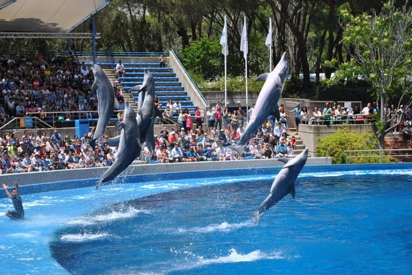 Zoo Aquarium de Madrid | Captive Cetaceans Wiki | Fandom