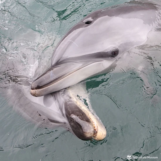 Atlas (TWM) | Captive Cetaceans Wiki | Fandom