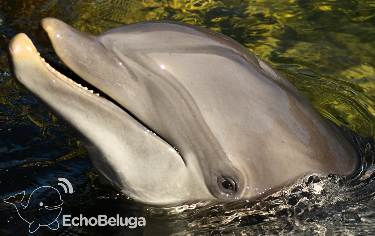 Rose (DC) | Captive Cetaceans Wiki | Fandom