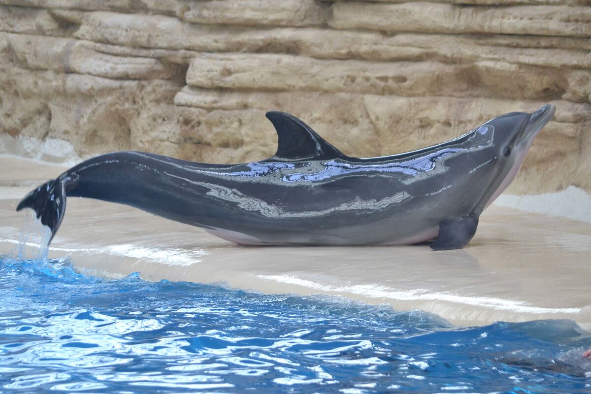Spree Brz Captive Cetaceans Wiki Fandom