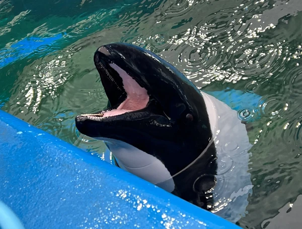 Sarah (SUM) | Captive Cetaceans Wiki | Fandom