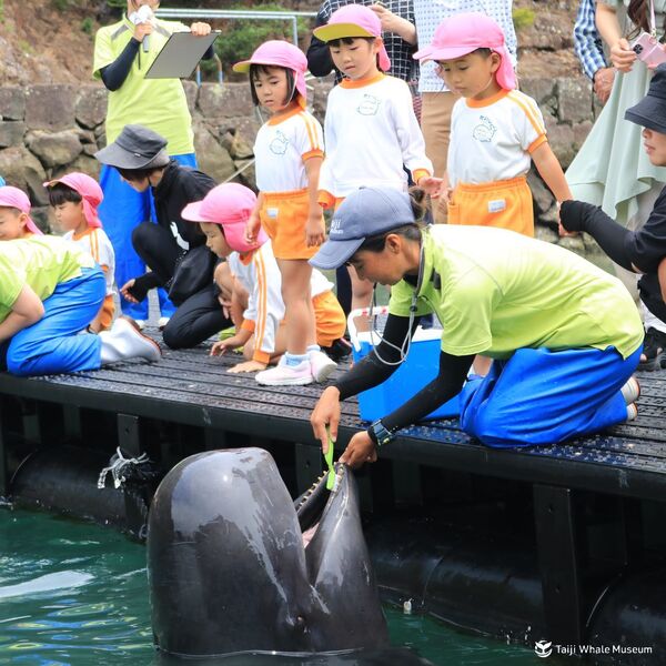 Senta Twm Captive Cetaceans Wiki Fandom