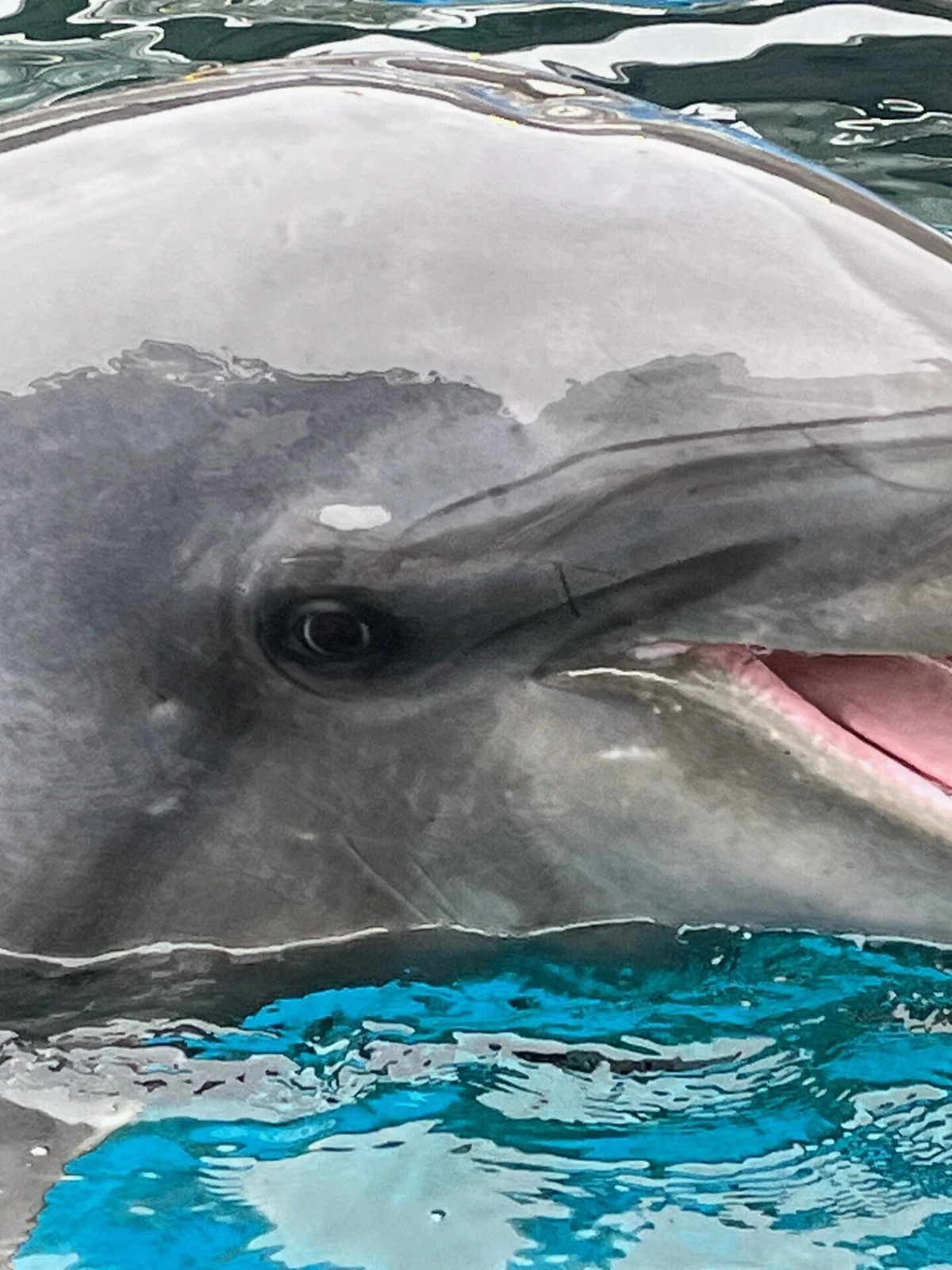 Snowy (SUM) | Captive Cetaceans Wiki | Fandom