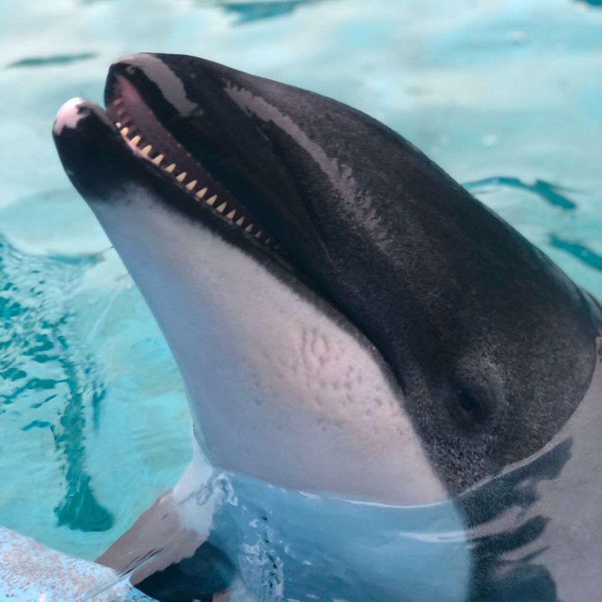 Betty Swt Captive Cetaceans Wiki Fandom