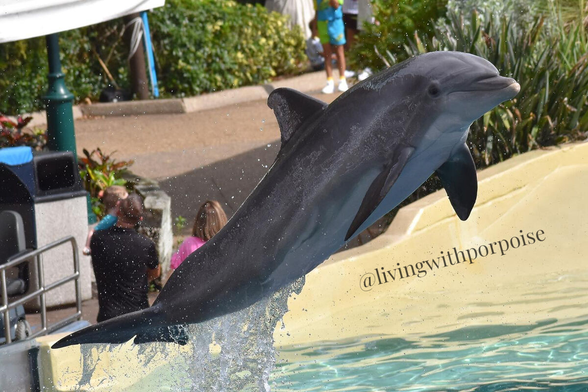 Brigg Swf Captive Cetaceans Wiki Fandom