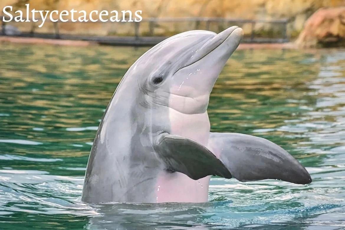 Gertrude (DC) | Captive Cetaceans Wiki | Fandom