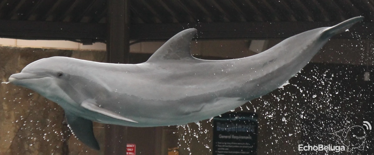 Khloe (DOL) | Captive Cetaceans Wiki | Fandom
