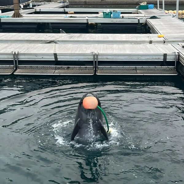 Pluto Rro Captive Cetaceans Wiki Fandom
