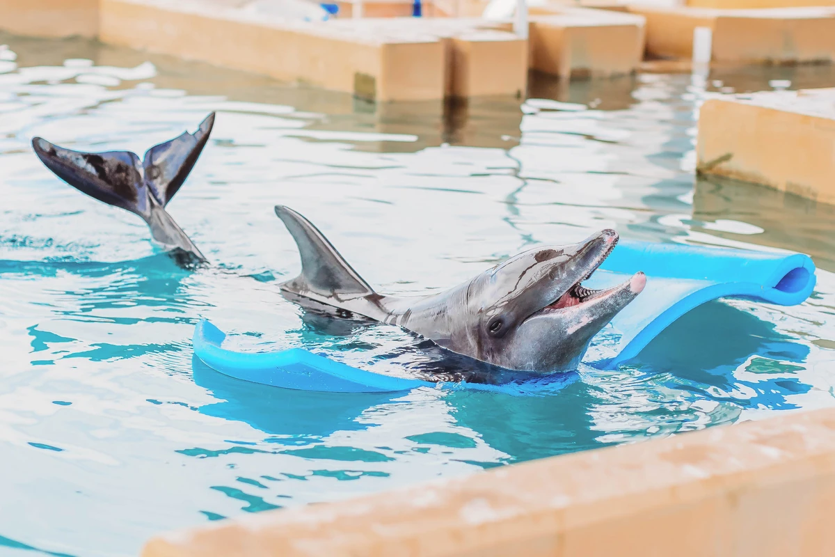 Rex (CMA) | Captive Cetaceans Wiki | Fandom