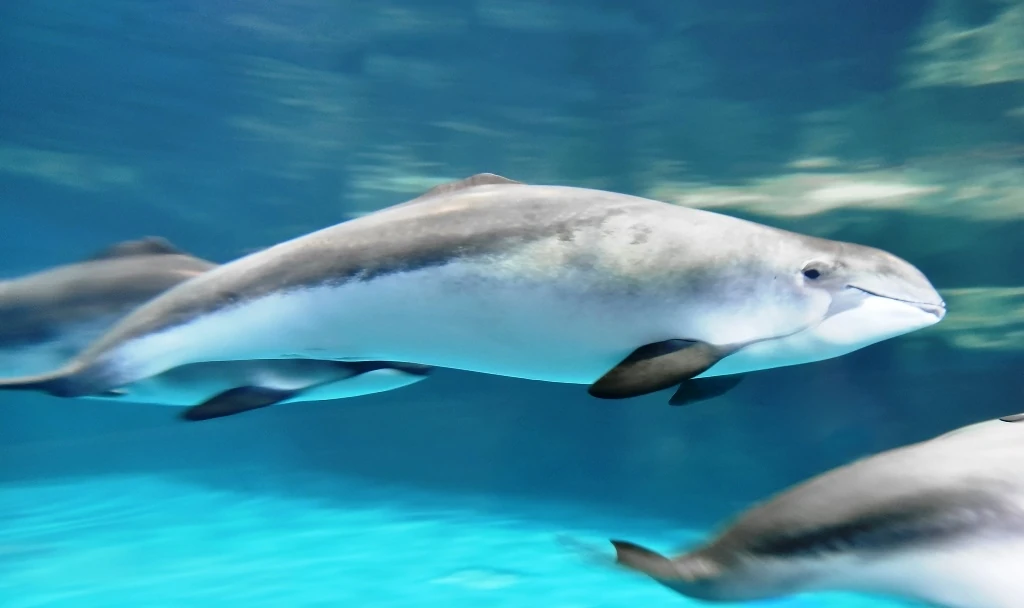 Atsuko (OTA) | Captive Cetaceans Wiki | Fandom