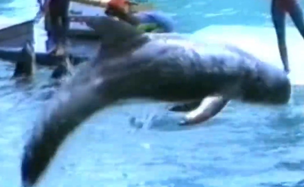 Ganky (MSQ) | Captive Cetaceans Wiki | Fandom