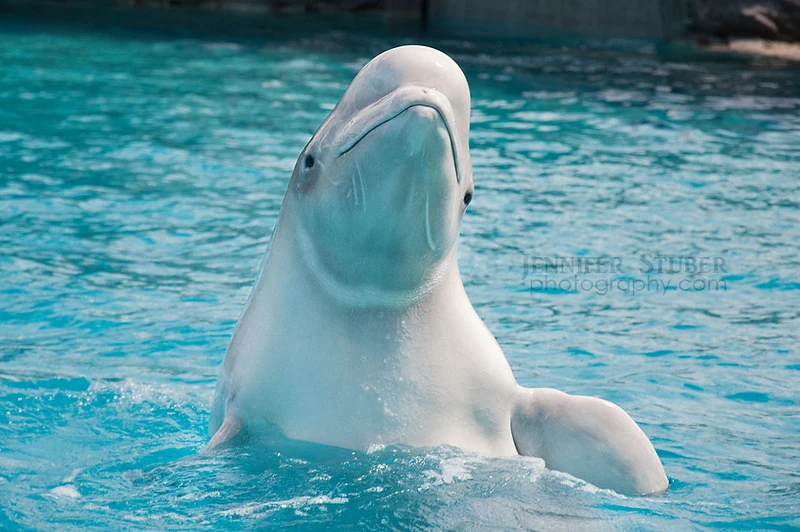 Gemini (MLC) | Captive Cetaceans Wiki | Fandom