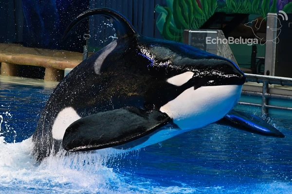 Nakhod (CLSS) | Captive Cetaceans Wiki | Fandom