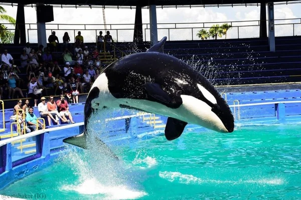 Tokitae (MSQ) | Captive Cetaceans Wiki | Fandom