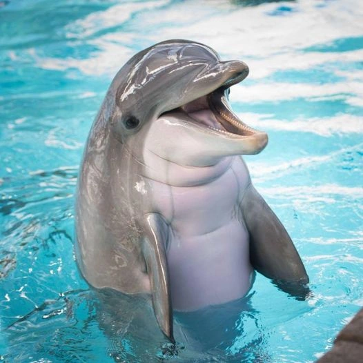 Dash (SWF) | Captive Cetaceans Wiki | Fandom