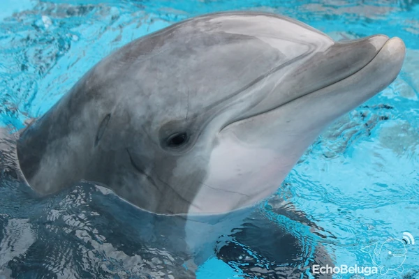 Mavrick (SFDK) | Captive Cetaceans Wiki | Fandom