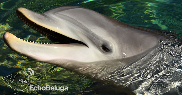 Prim Dc Captive Cetaceans Wiki Fandom