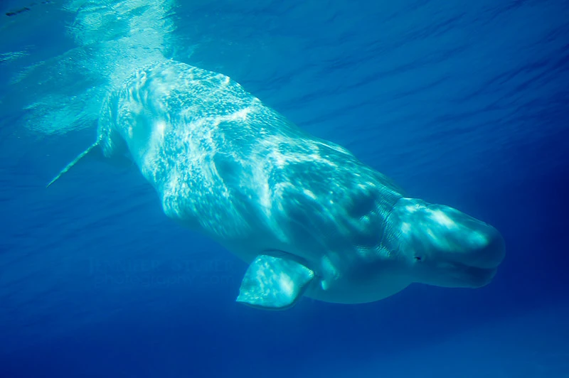 Belyi (MLC) | Captive Cetaceans Wiki | Fandom