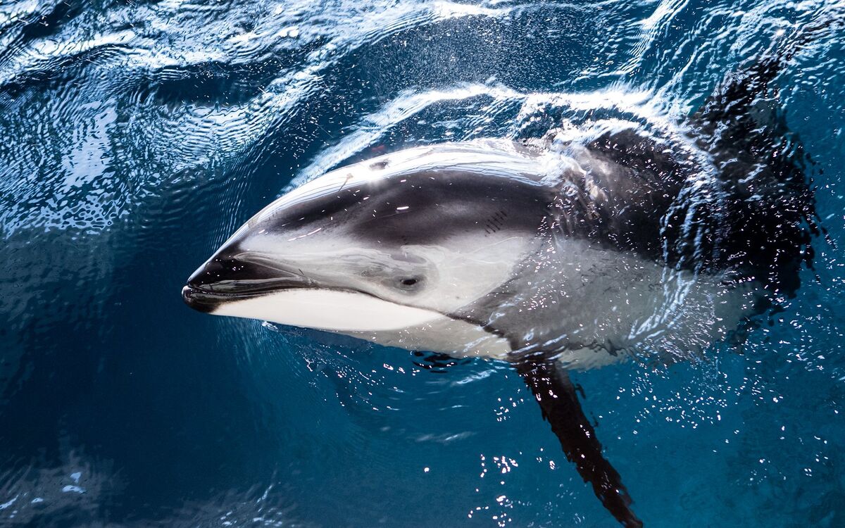 Kri (SHA) | Captive Cetaceans Wiki | Fandom