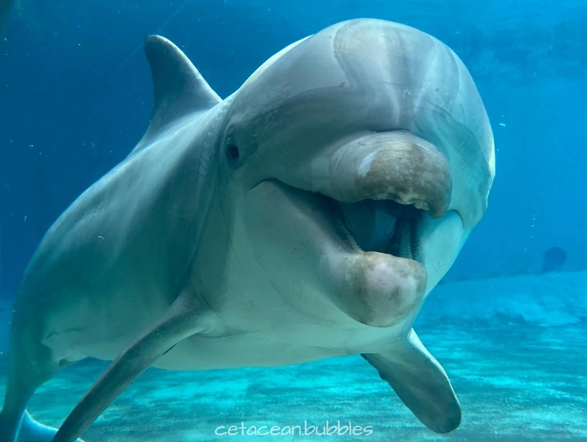 Alpha (SWF) | Captive Cetaceans Wiki | Fandom