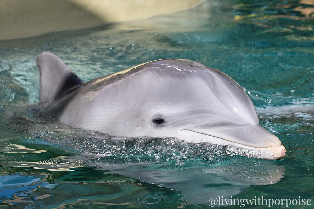 Ember Swf Captive Cetaceans Wiki Fandom